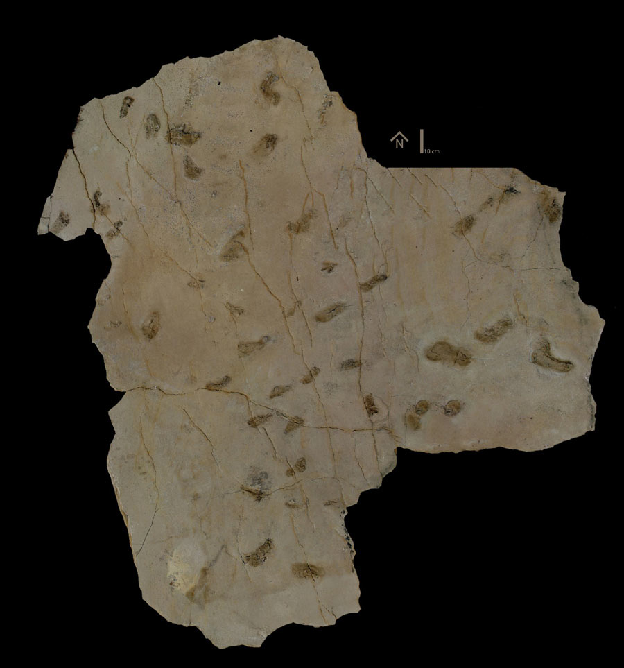 Cretan Footprints Challenge Darwin’s Out of Africa Theory, Says Study ...